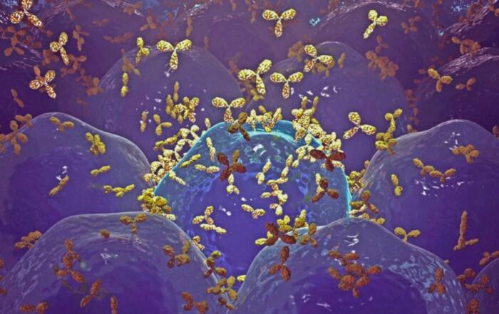 Building New Approach Methodologies for Angiogenesis and Vascularized ...